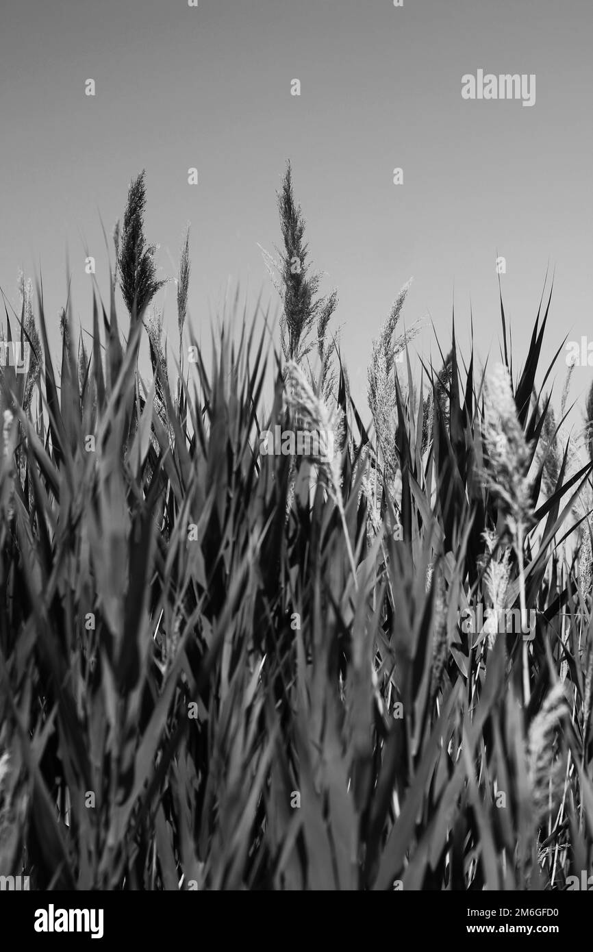 Wild plants and wheatgrass growing in the fields in a black and white ...