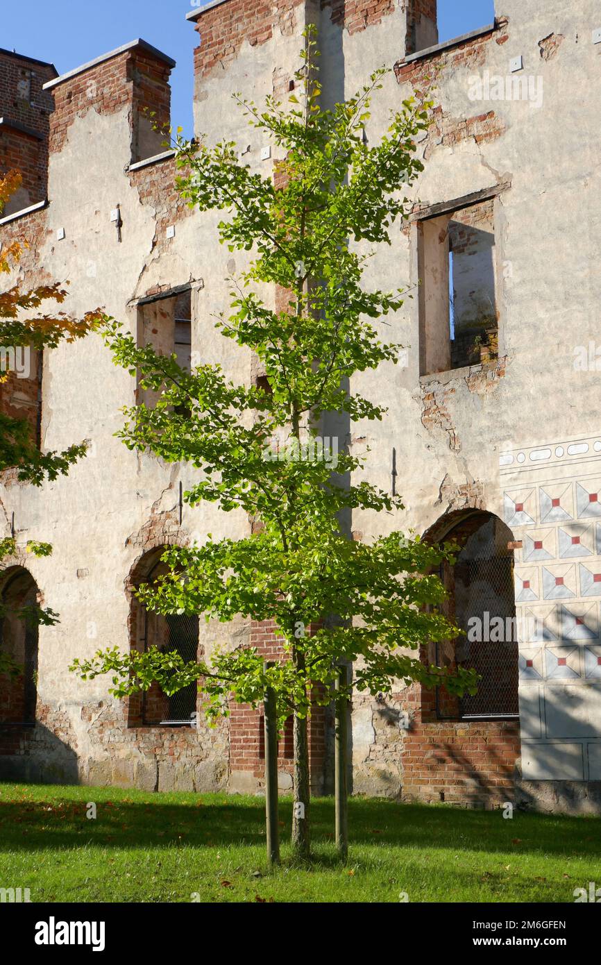 Ginkgo museum hi-res stock photography and images - Alamy