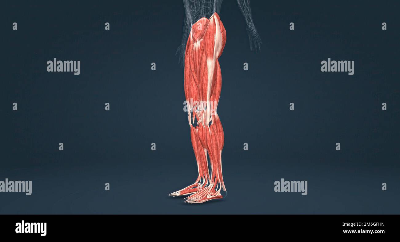 Muscles of lower limb hi-res stock photography and images - Alamy