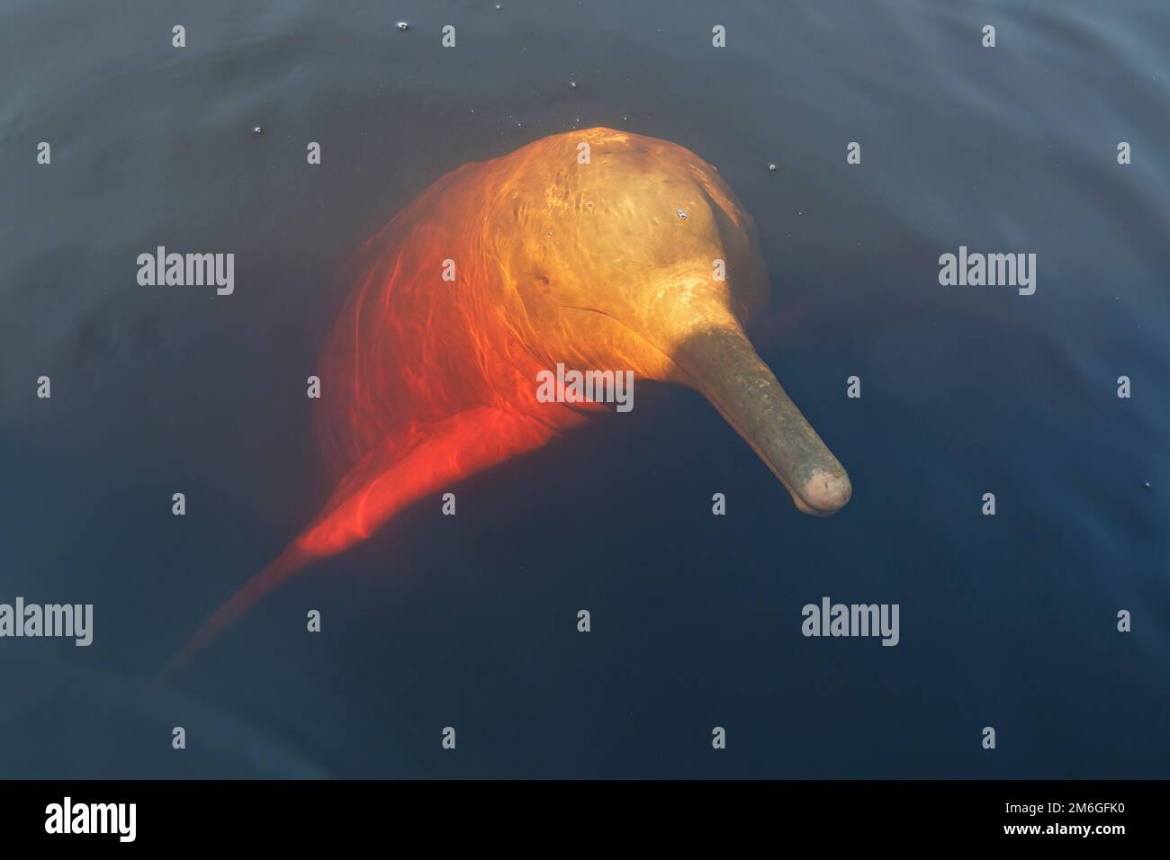 Amazon river dolphin, Nova Airao, Amazonas, Brazil, August 2022 Stock ...