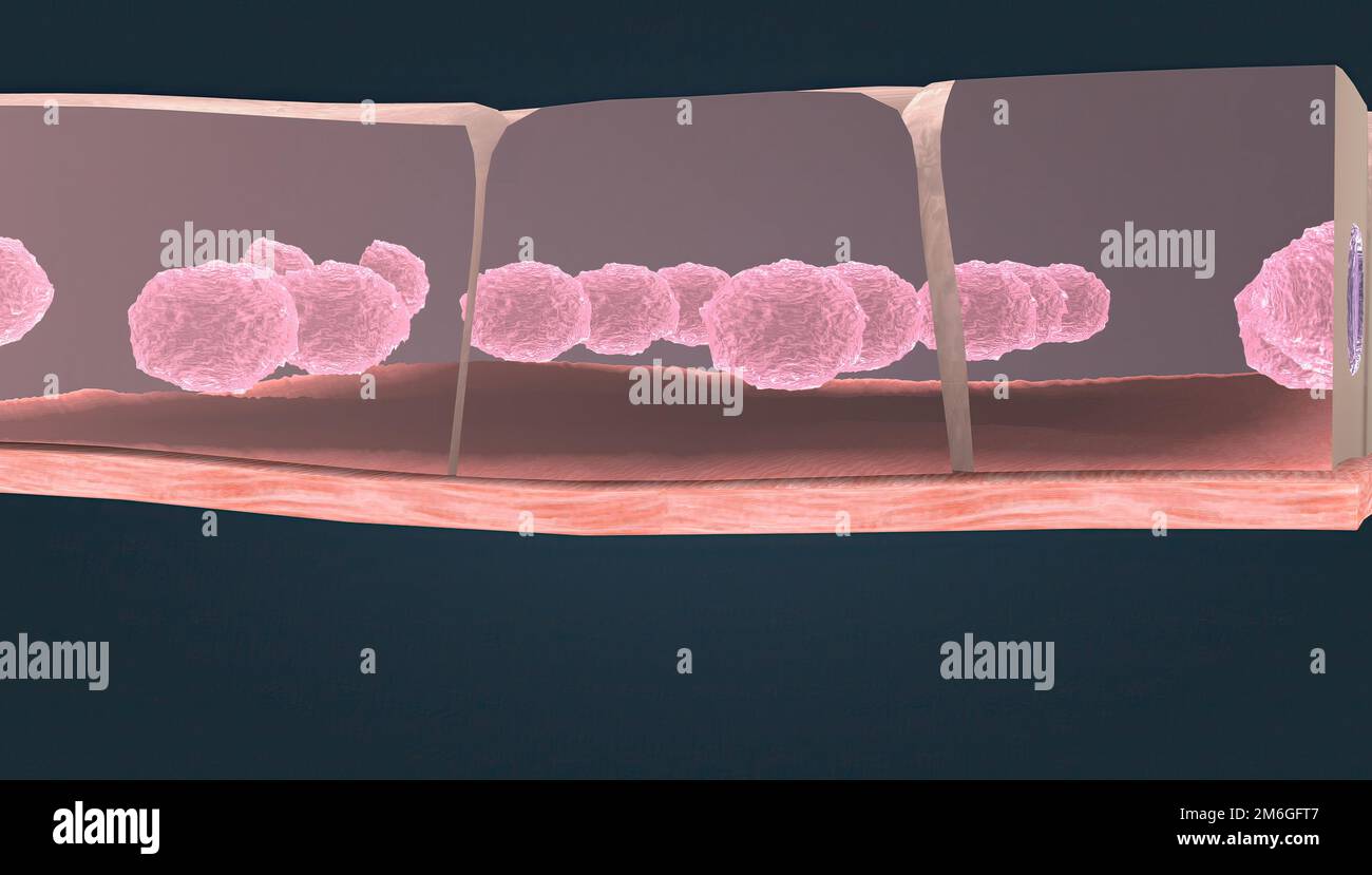 Stratified cuboidal epithelium hi-res stock photography and images - Alamy