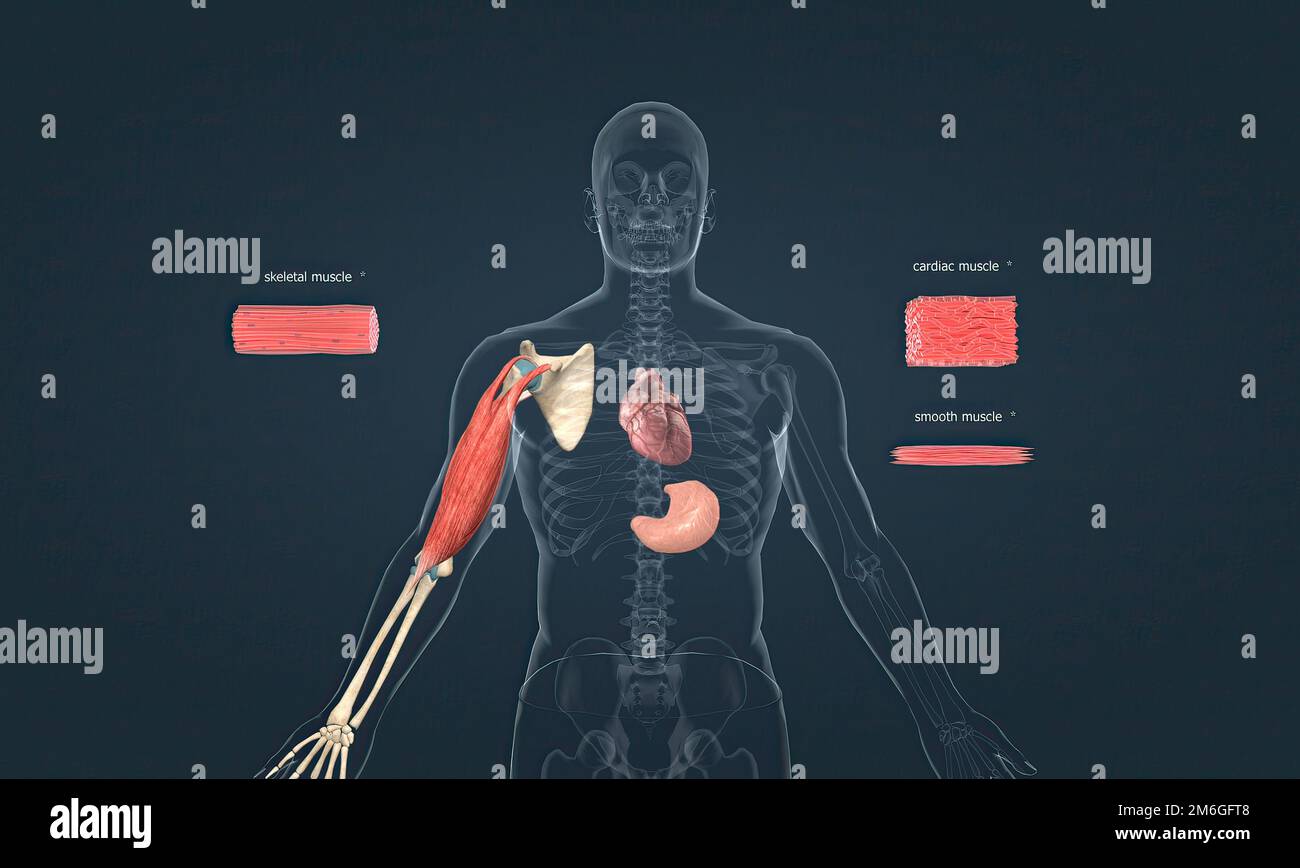 Fusiform muscle cell hi-res stock photography and images - Alamy
