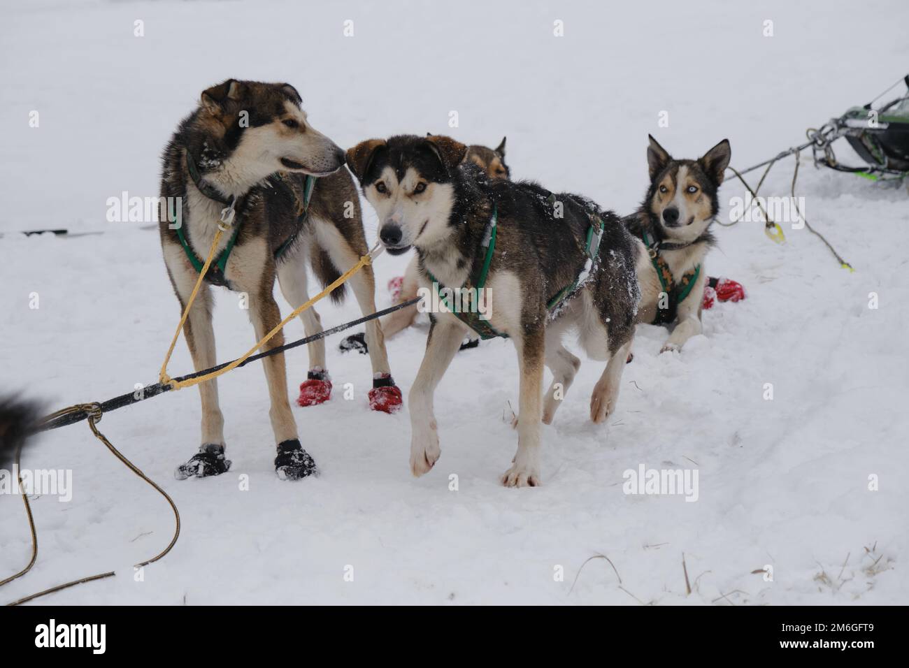 Team of Alaskan husky northern sled dogs in harness in winter. Sports ...
