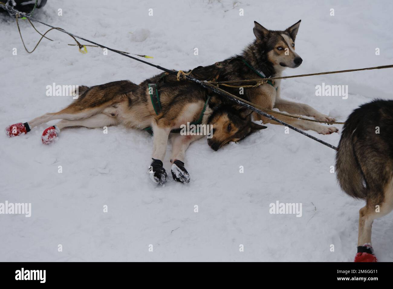 Team of Alaskan husky northern sled dogs in harness in winter. Sports ...