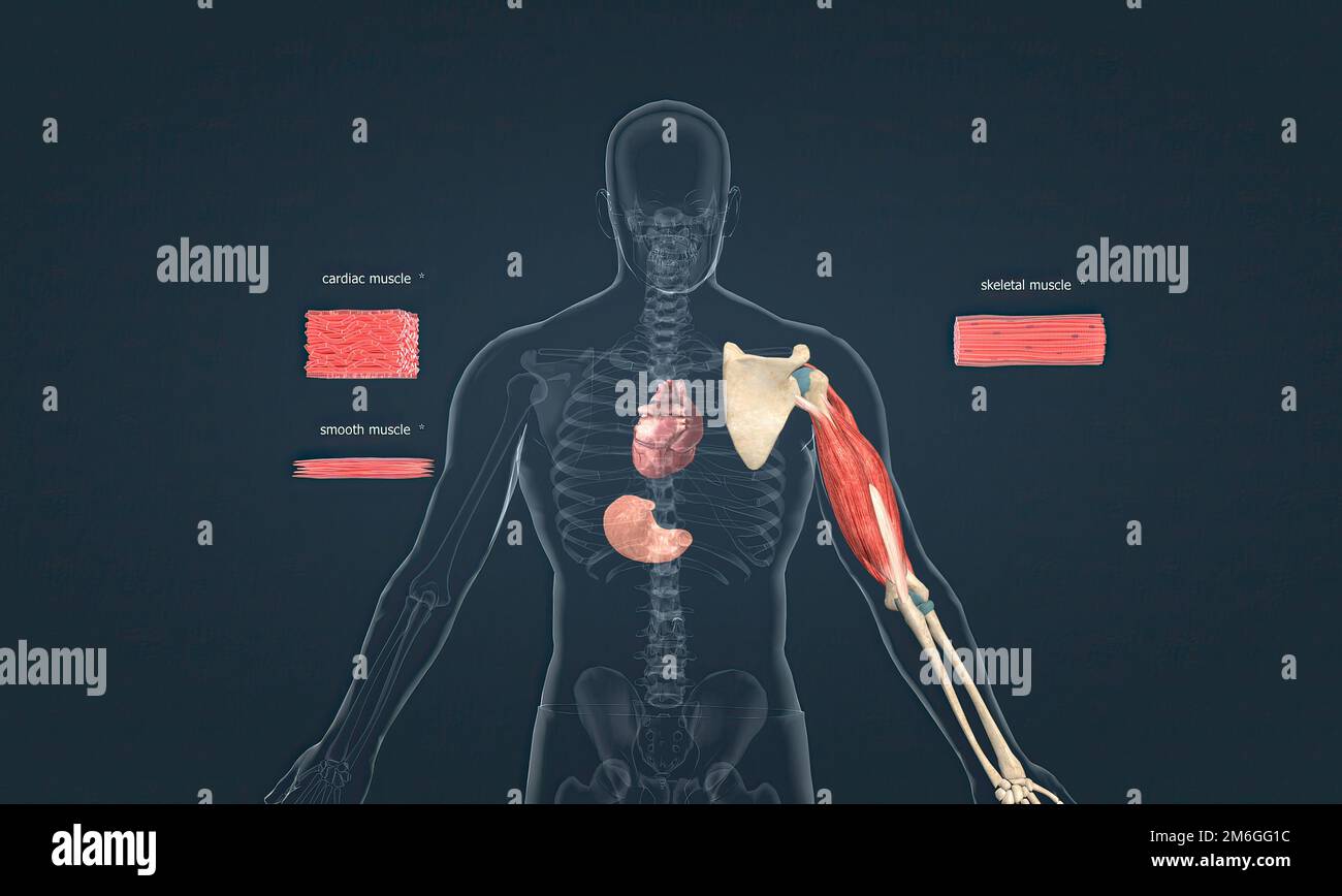 Fusiform muscle cell hi-res stock photography and images - Alamy