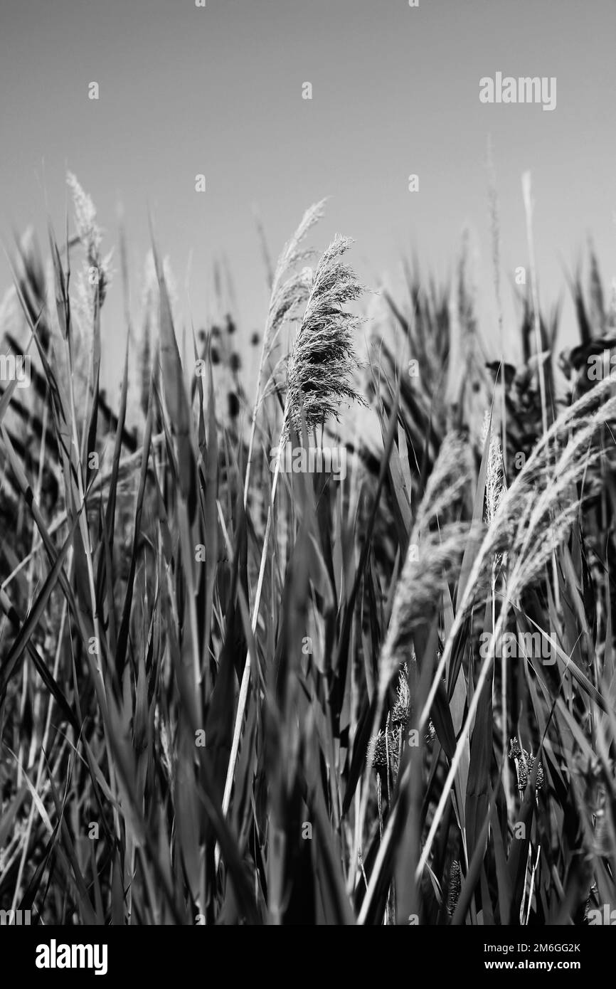 Typical wheat field Black and White Stock Photos & Images - Alamy
