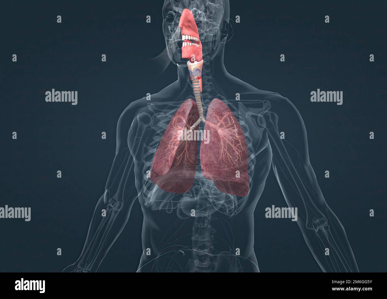 Voice organs hi-res stock photography and images - Alamy