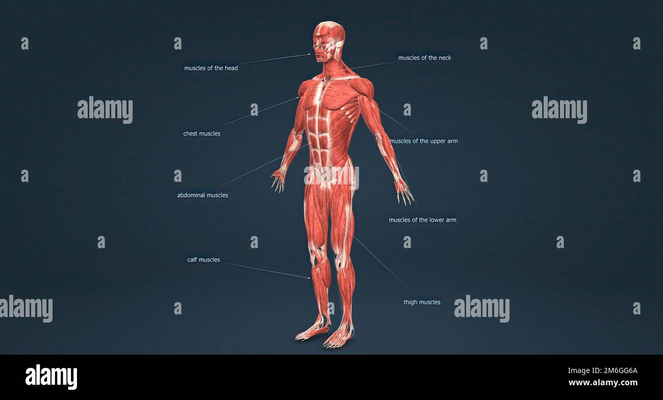 Synergist muscle hi-res stock photography and images - Alamy