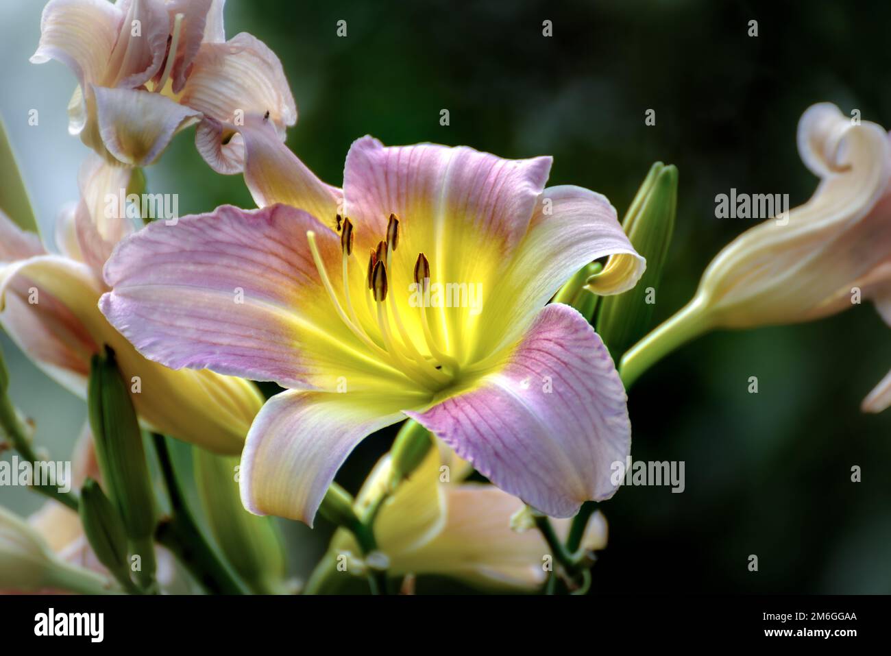 Daylily flower bud close-up Stock Photo - Alamy