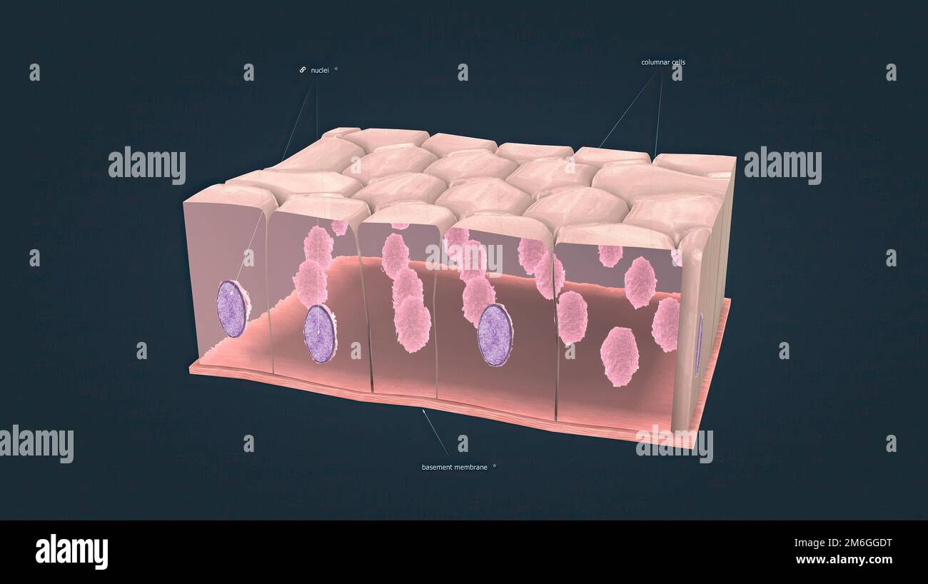 Simple columnar epithelial cell hi-res stock photography and images - Alamy