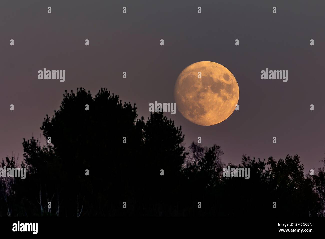 Moonrise behind the forest. The moon entering the full moon Stock Photo ...