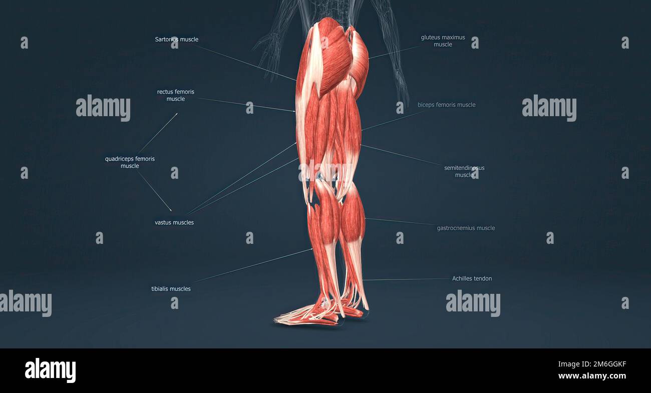 Human lower arm muscles hi-res stock photography and images - Alamy