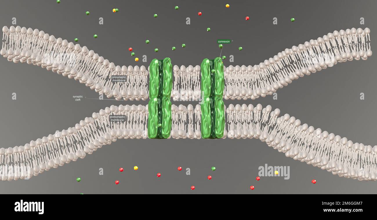 Cell signal transduction hi-res stock photography and images - Alamy