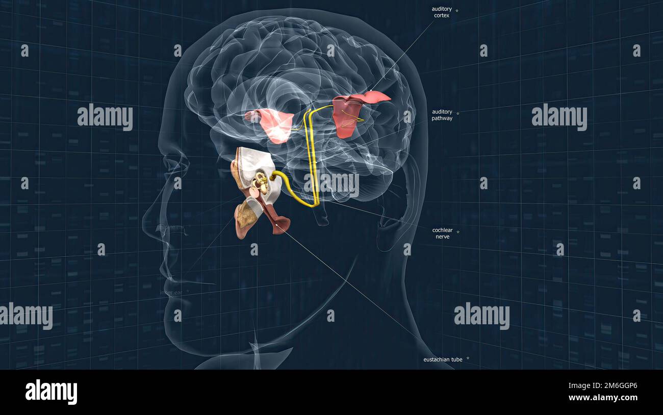 Snail organs hi-res stock photography and images - Alamy