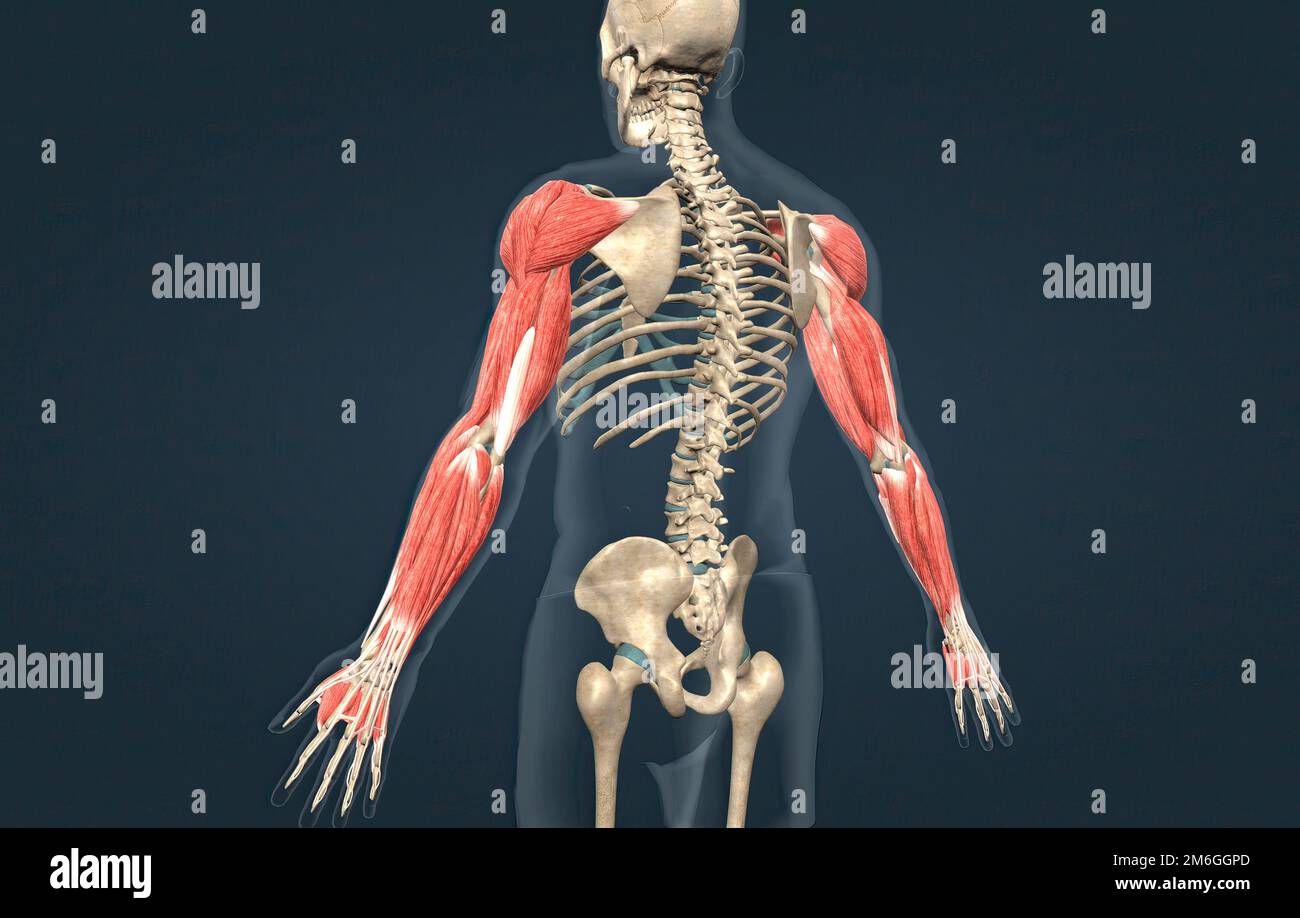 Brachialis muscle anatomy hi-res stock photography and images - Alamy