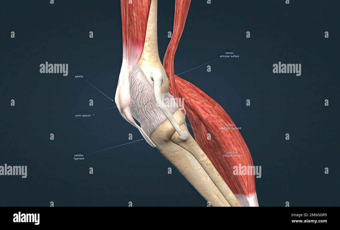 Socket fusion hi-res stock photography and images - Alamy