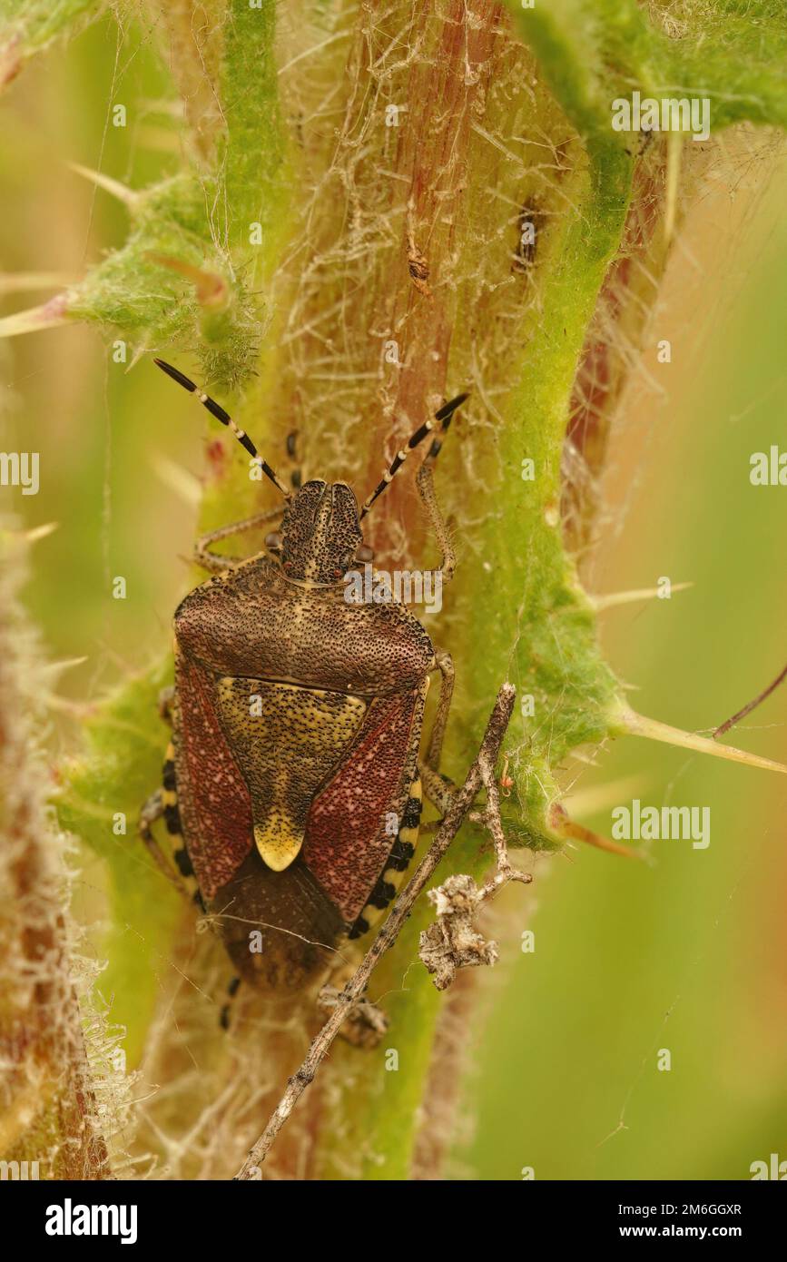 Natural vertical closeup on an adult sloe bug or hairy shieldbug ...