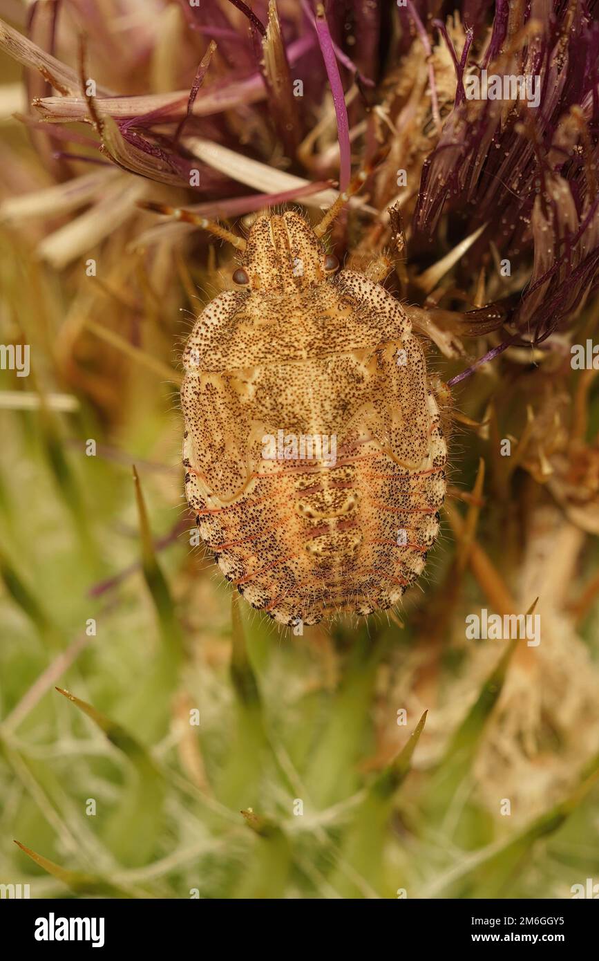 Natural vertical closeup on an nymph sloe bug or hairy shieldbug ...