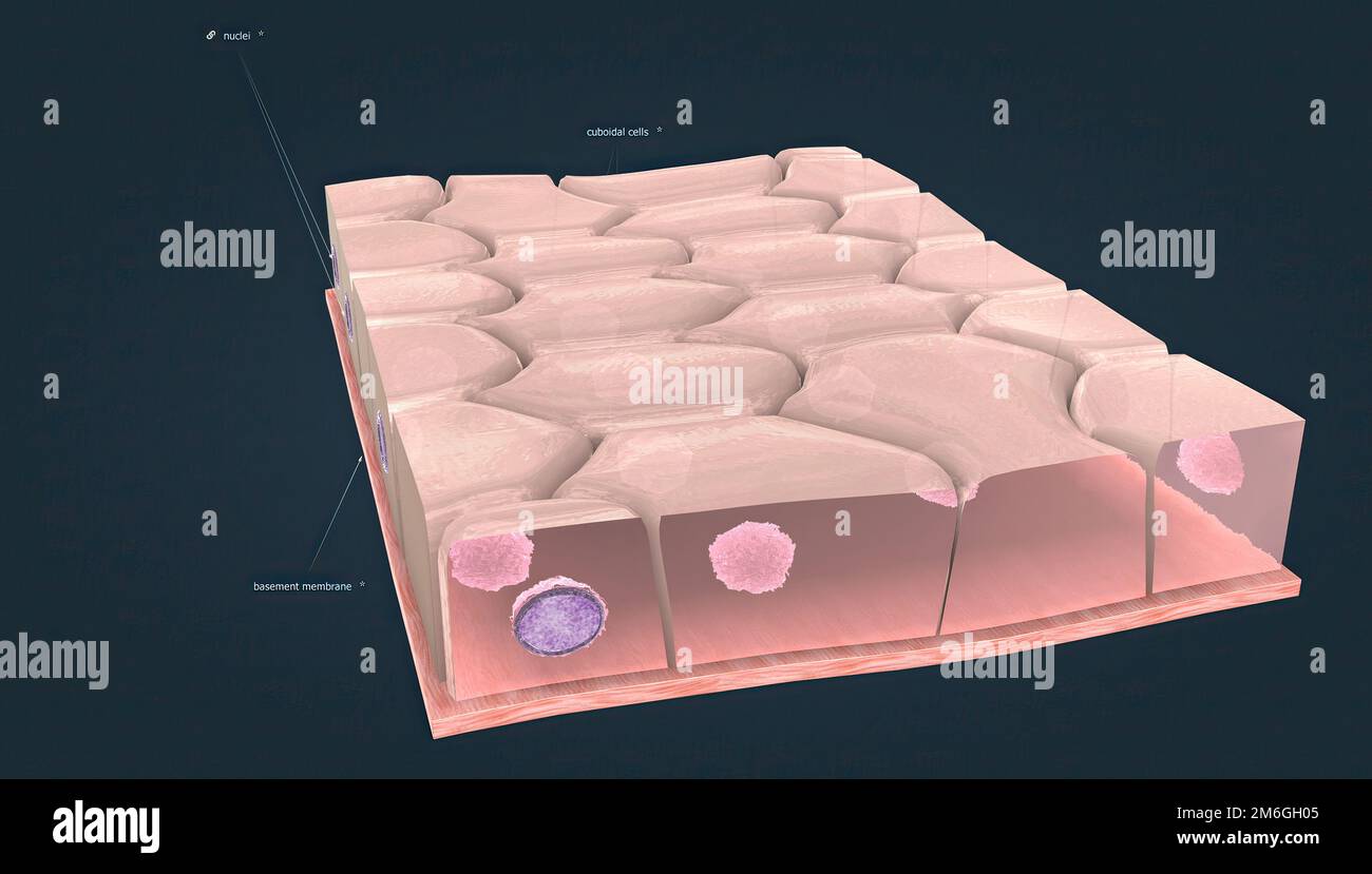 Stratified cuboidal epithelium hi-res stock photography and images - Alamy
