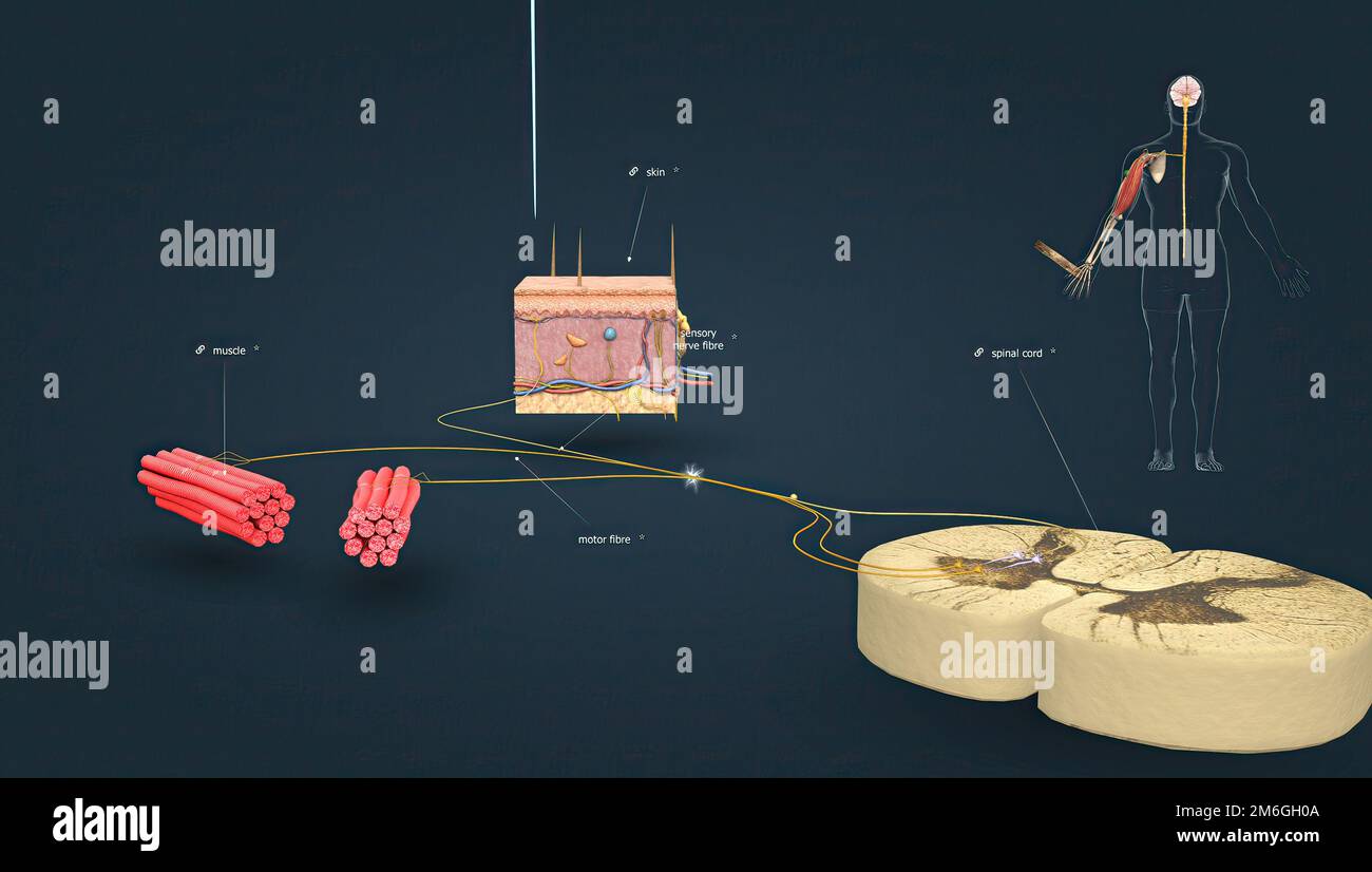 Nerve fibres human brain hi-res stock photography and images - Alamy