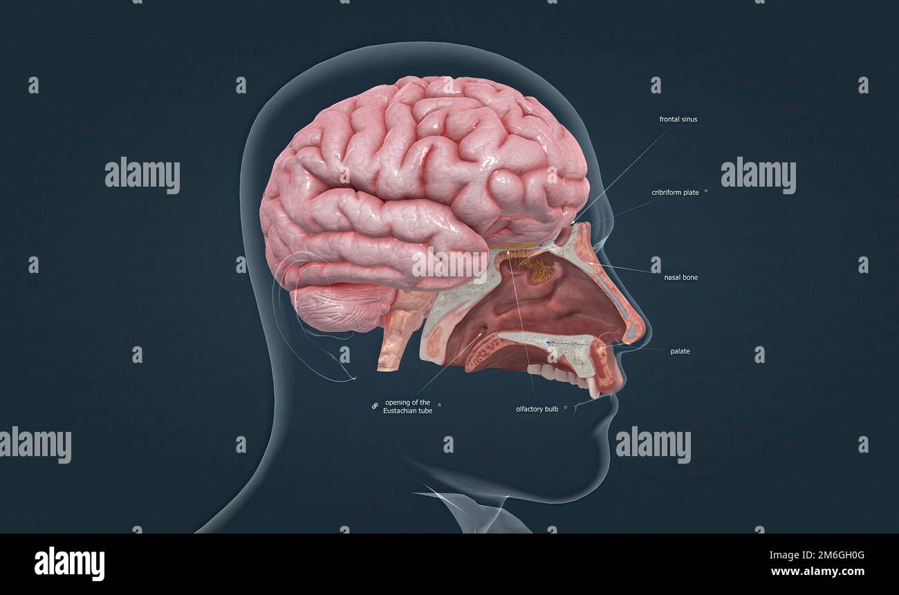 Olfactory pathway hi-res stock photography and images - Alamy