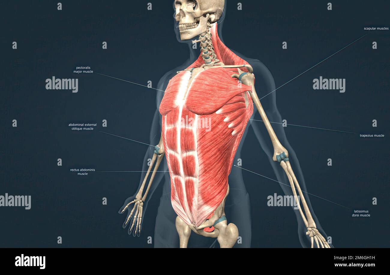 Extension of vertebral column hi-res stock photography and images - Alamy