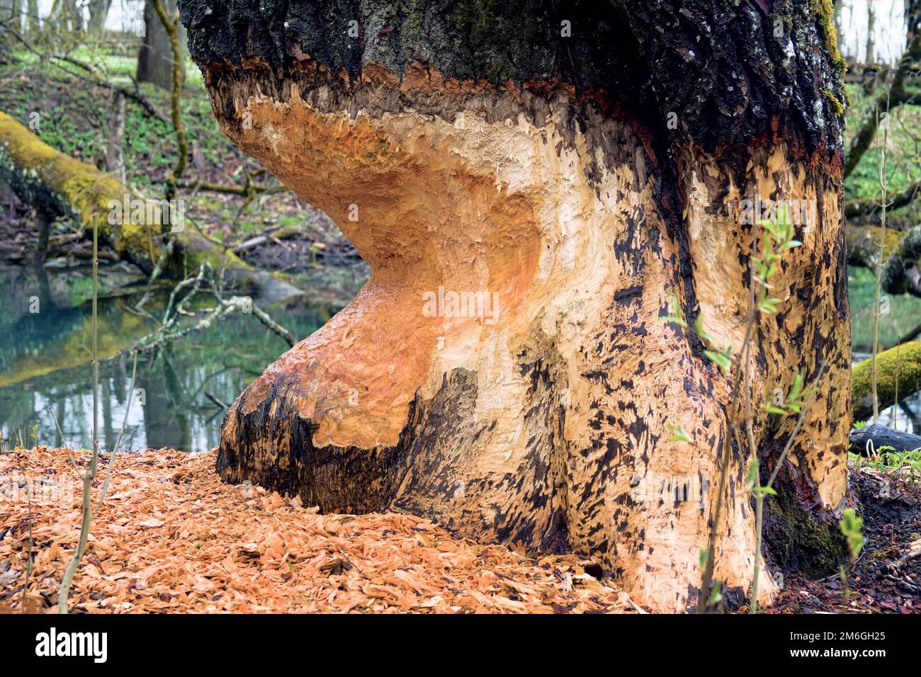 Hundred year old tree hi-res stock photography and images - Alamy