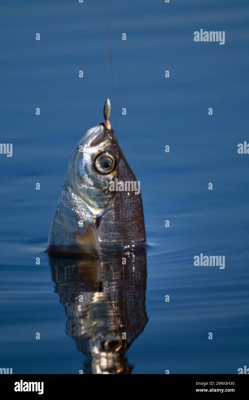 Dynamic picture when Sabrefish are fishing Stock Photo - Alamy