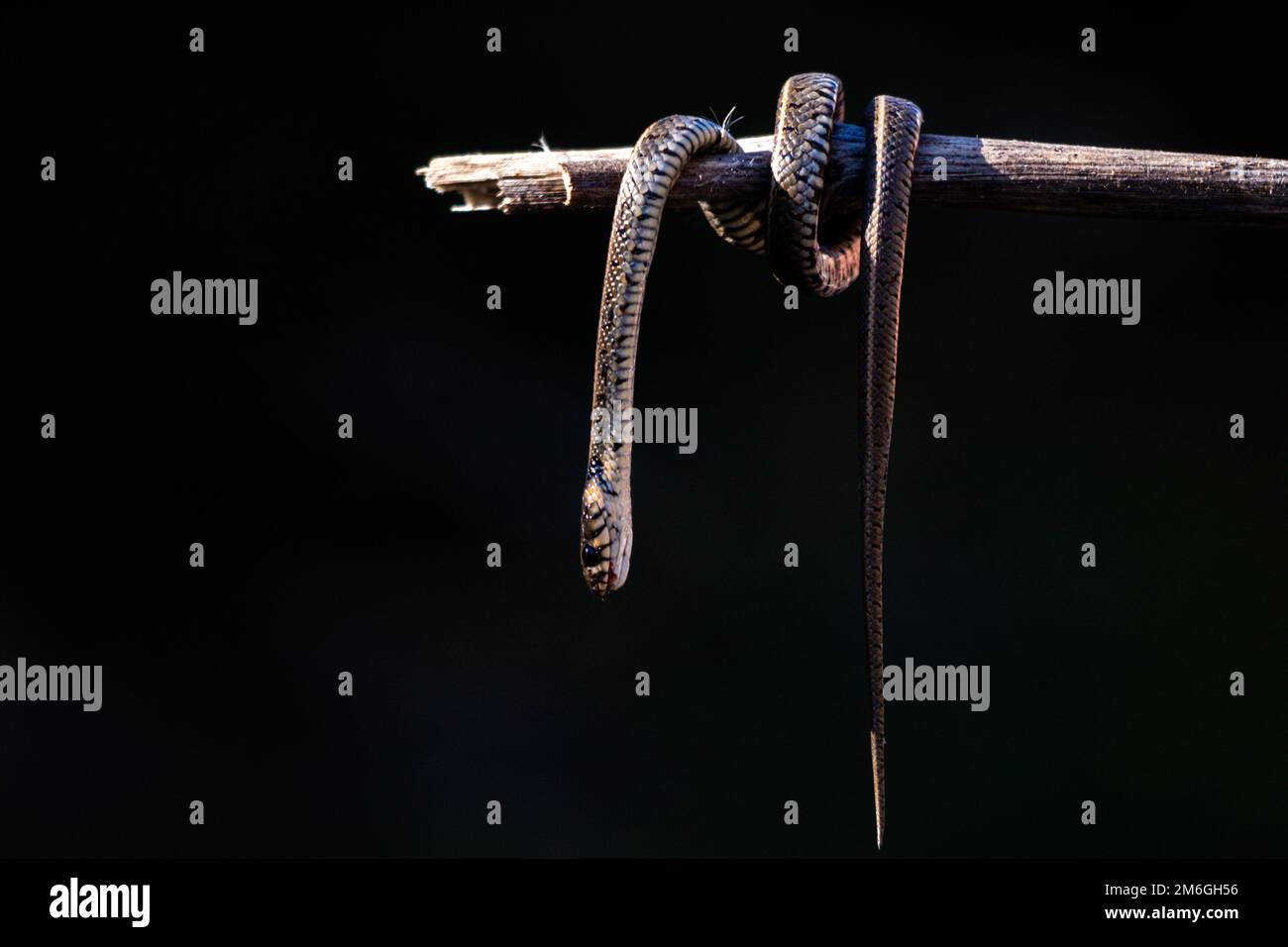 A dead snake hanging from a tree branch on an isolated black background ...