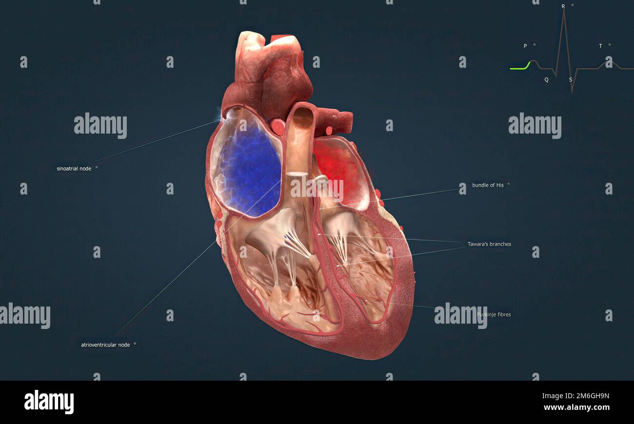 Heart electrical conduction system hi-res stock photography and images ...