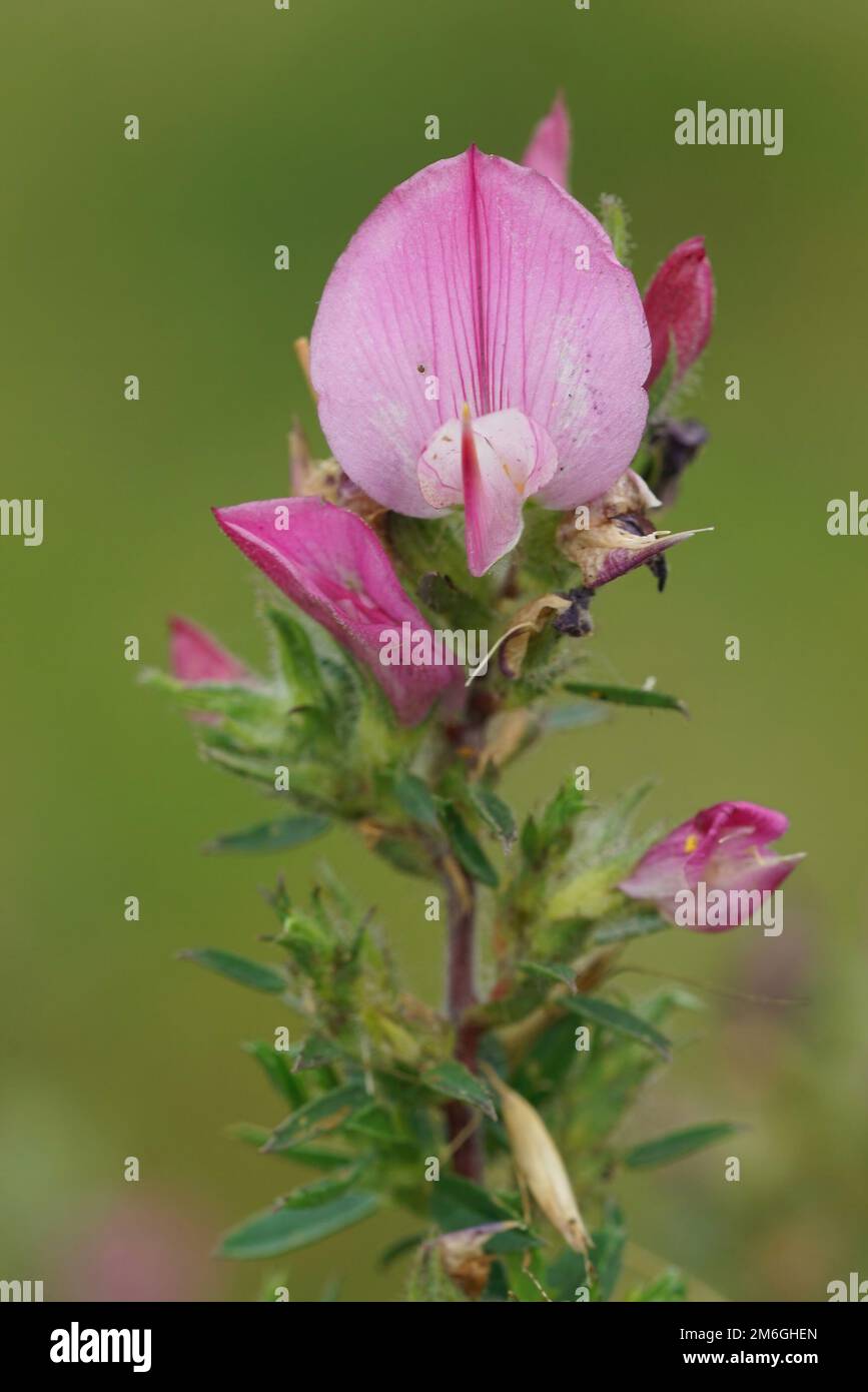 Natural vertical closeup on the pink flower of the rare Common ...