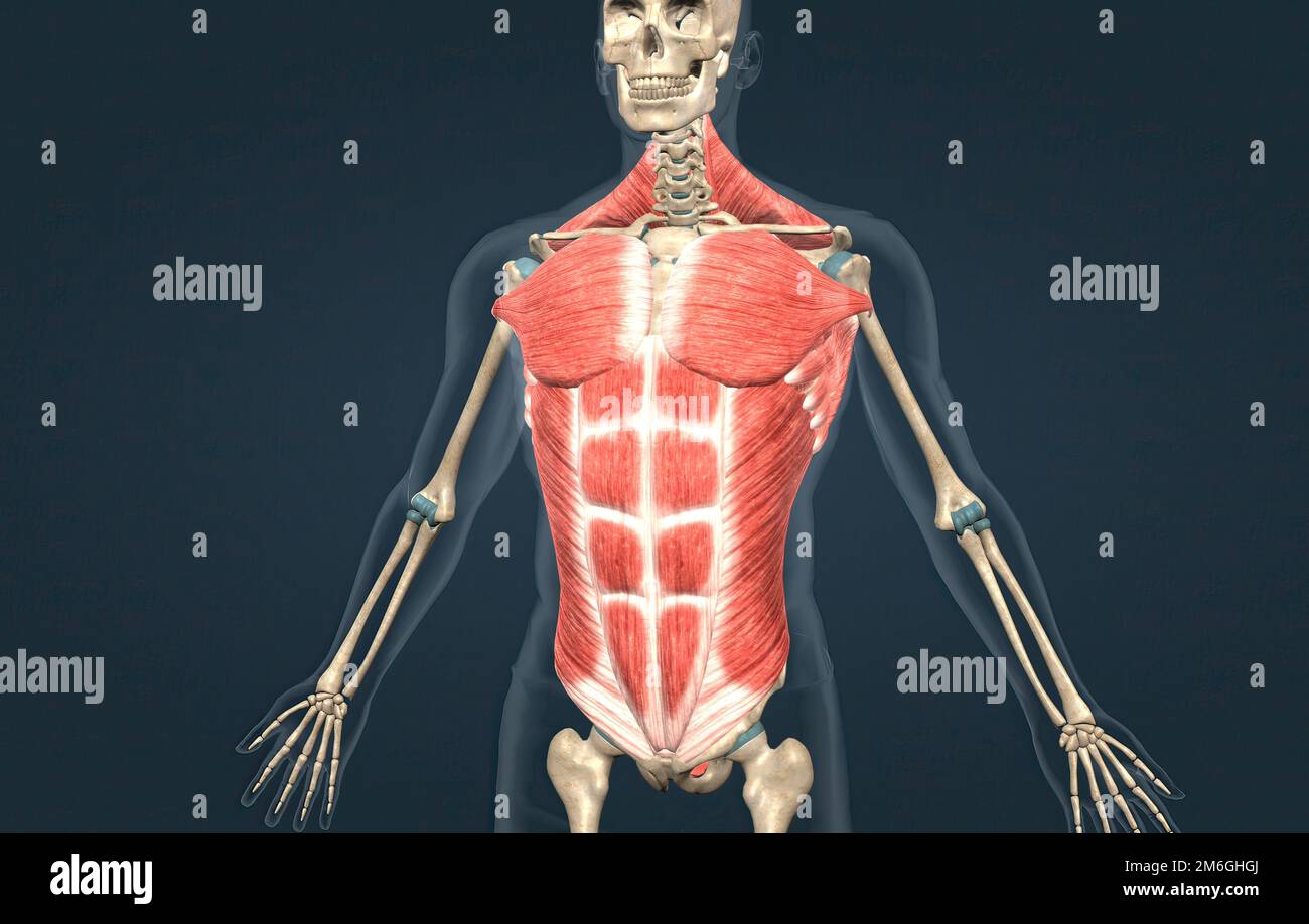 Extension of vertebral column hi-res stock photography and images - Alamy