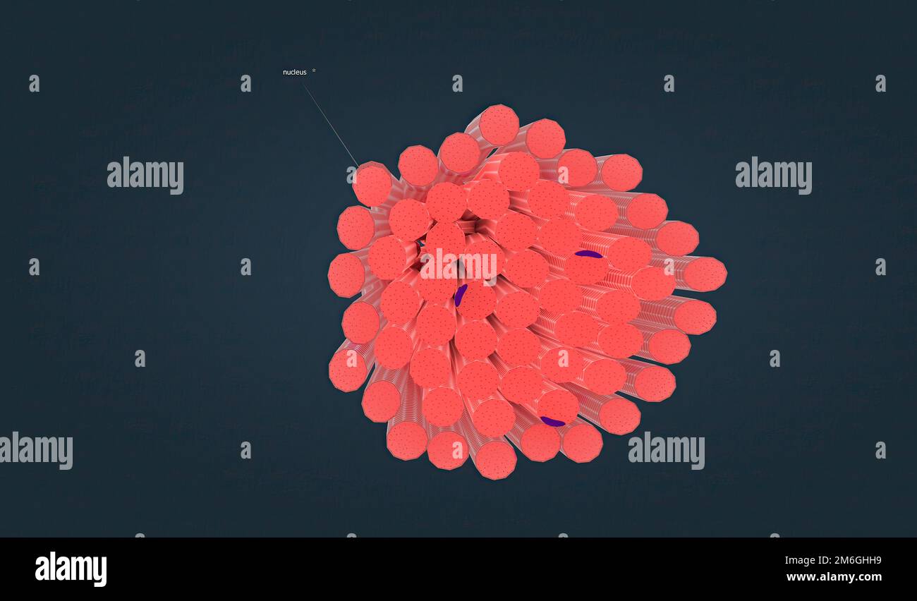 Cardiac tissue microscope hi-res stock photography and images - Alamy