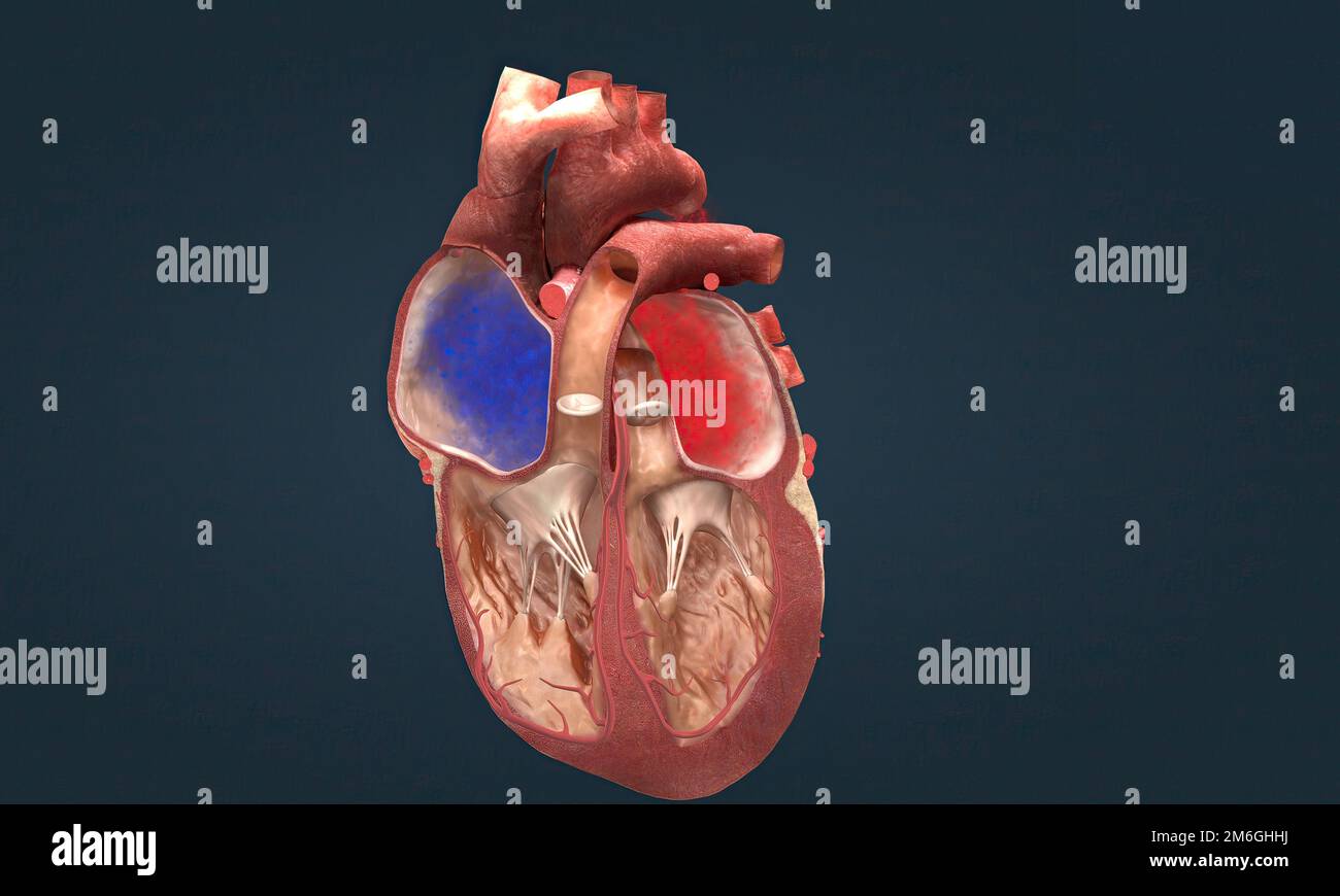 Heart electrical conduction system hi-res stock photography and images ...