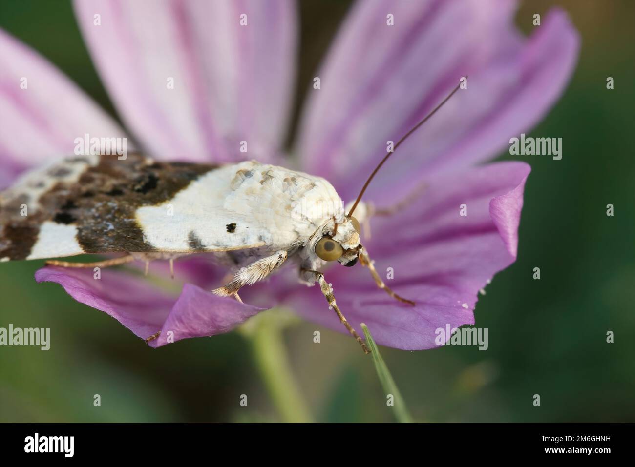 Pale shoulder moth hi-res stock photography and images - Alamy