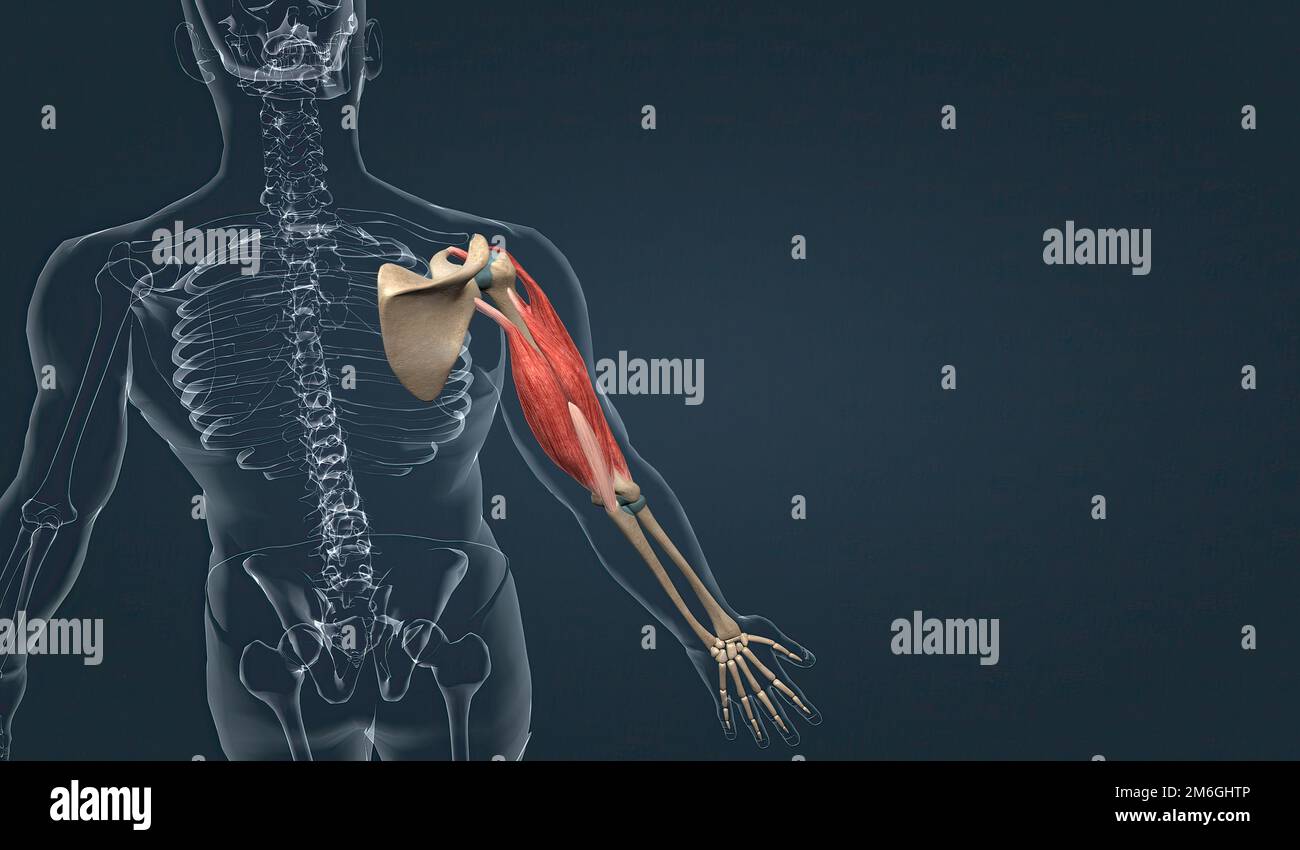 Cardiac tissue microscope hi-res stock photography and images - Alamy