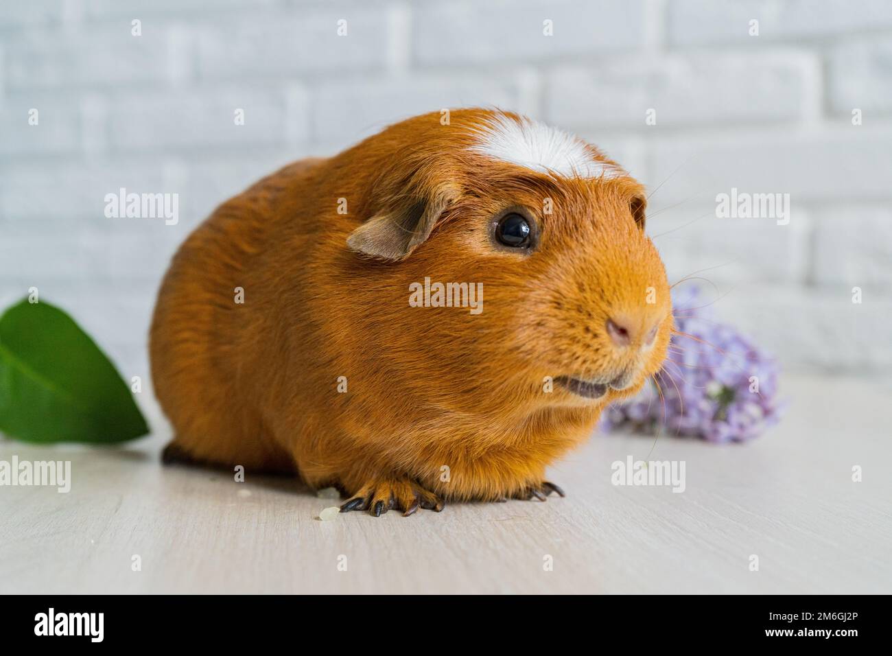 Cavia hi-res stock photography and images - Alamy