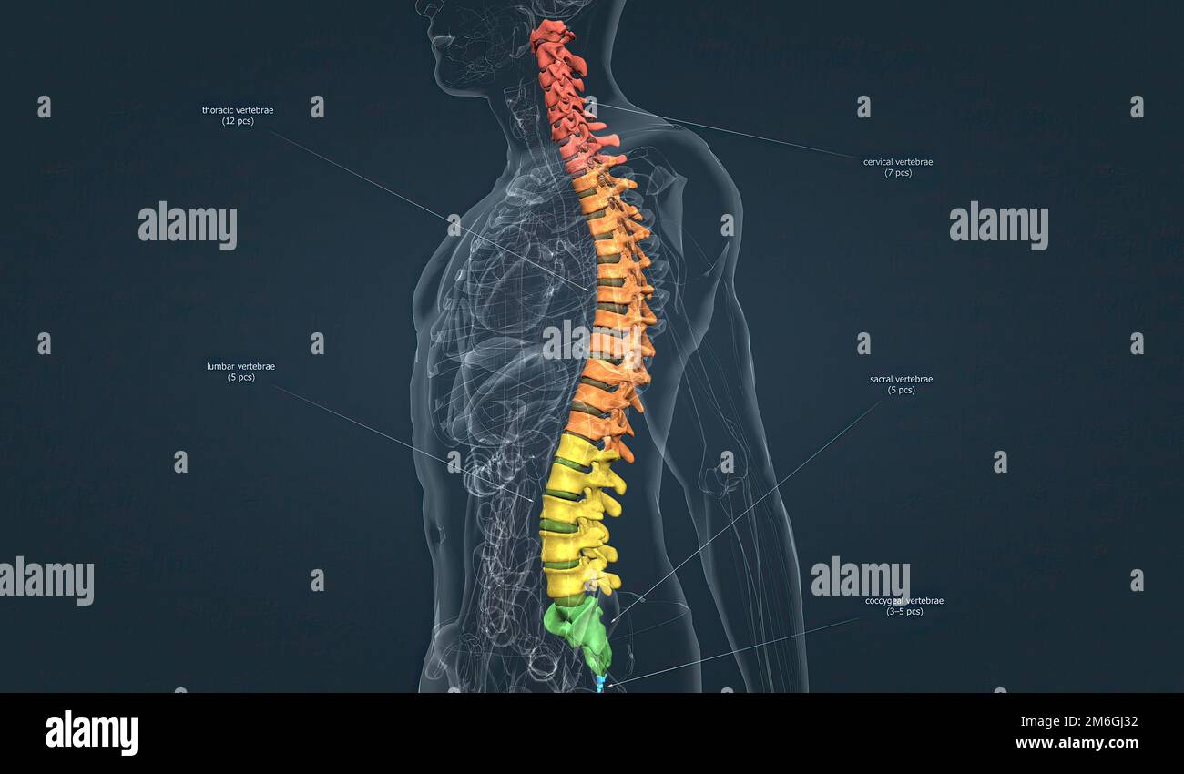 Fused vertebrae hi-res stock photography and images - Alamy