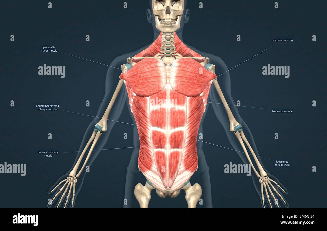 Extension of vertebral column hi-res stock photography and images - Alamy