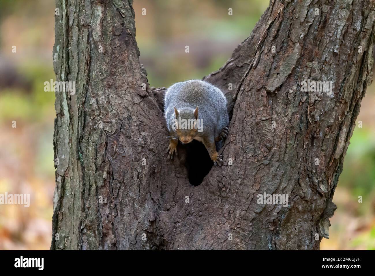 Eastern gray squirrel Stock Photo - Alamy