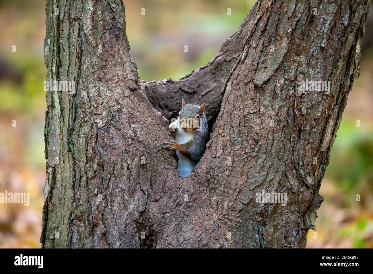 Eastern gray squirrel Stock Photo - Alamy