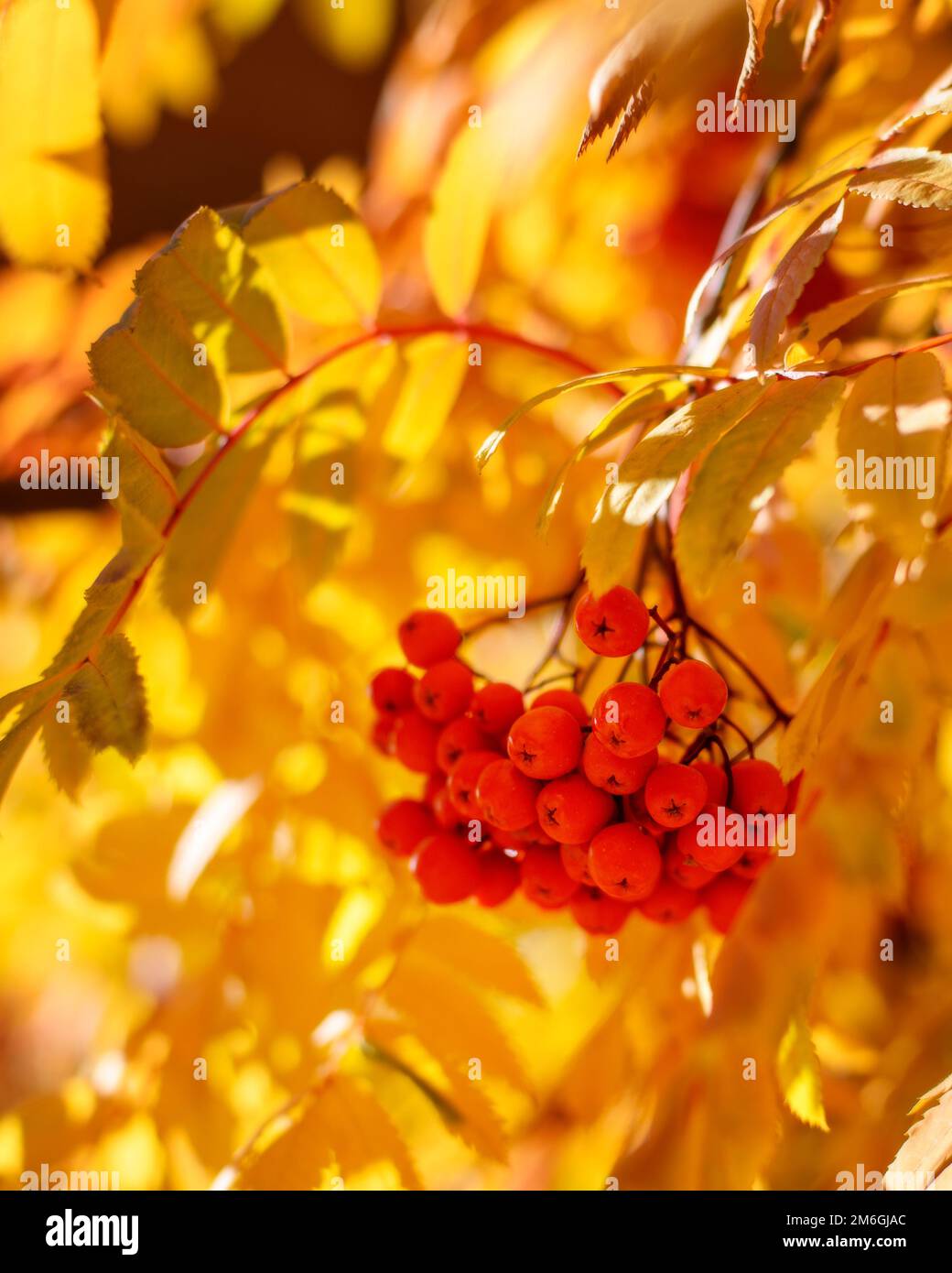 A bunch of mountain ash in autumn foliage Stock Photo - Alamy