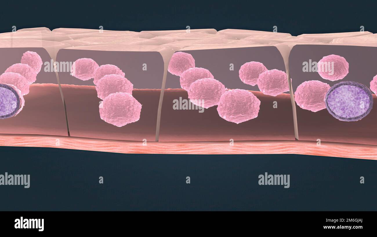 Stratified cuboidal epithelium hi-res stock photography and images - Alamy