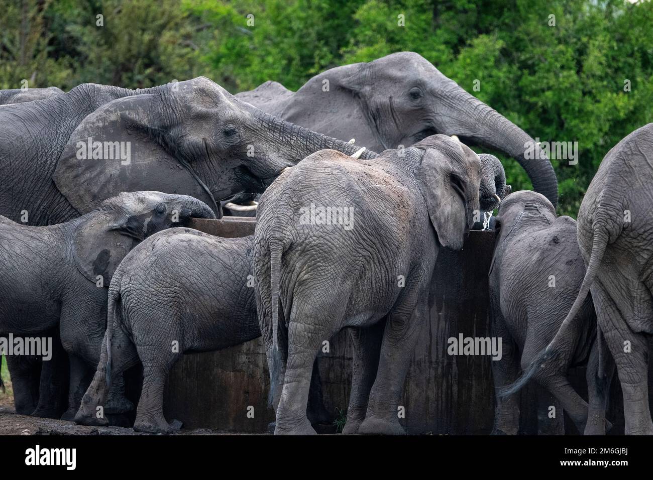 African elephants drinking from an artificial (man-made) waterhole at ...
