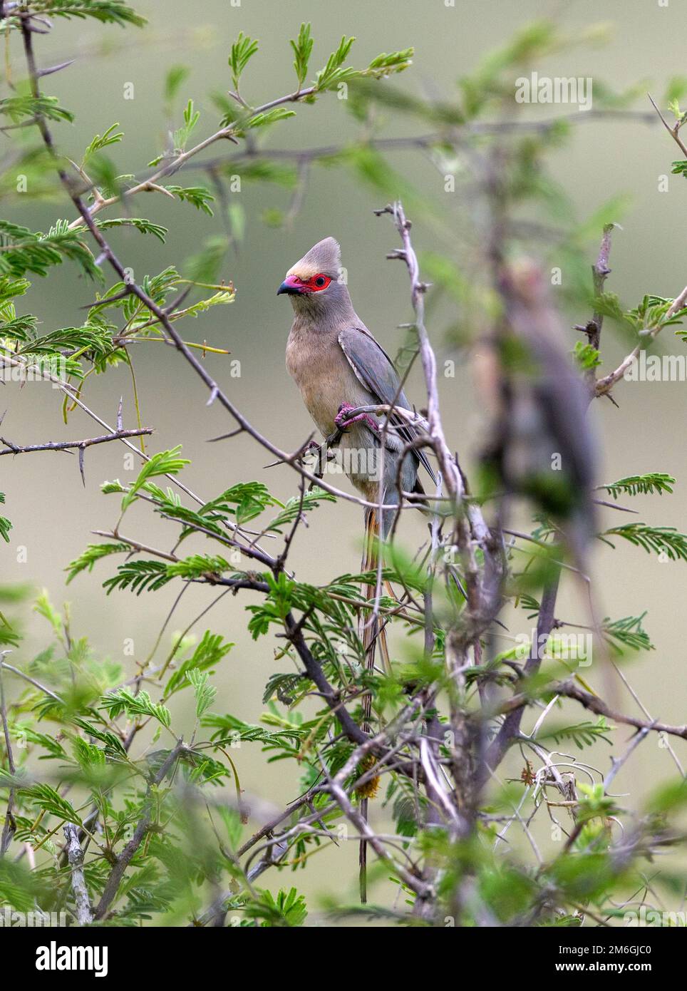 Red-faced mousebird (Urocolius indicus) from Lower Sabie, Kruger NP ...