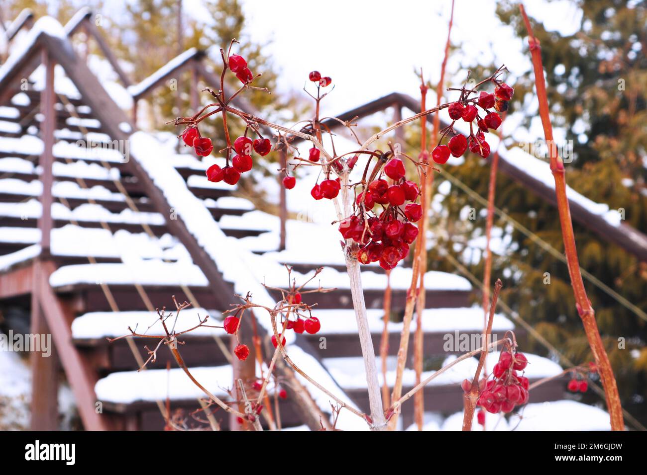 viburnum is red in winter. viburnum on the background of a wooden staircase Stock Photo - Alamy