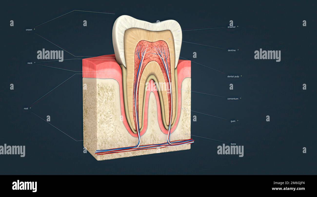 Supporting tissue hi-res stock photography and images - Alamy