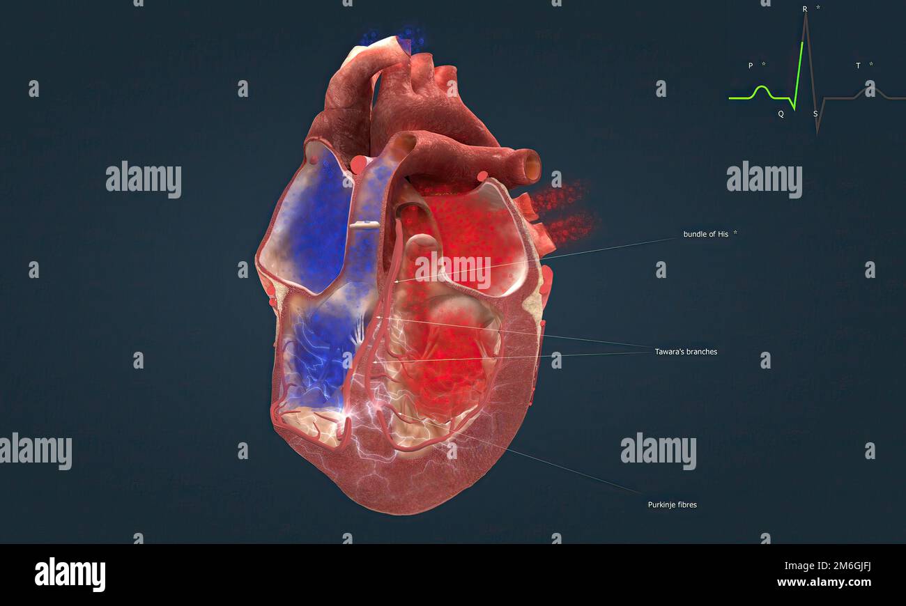 Heart electrical conduction system hi-res stock photography and images ...