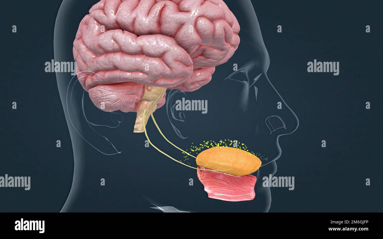 Sweet taste receptors hi-res stock photography and images - Alamy