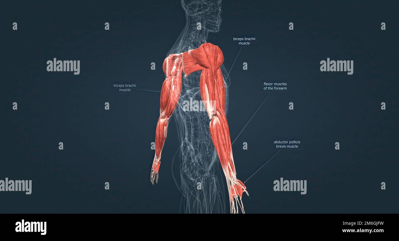 Muscles of the upper limbs 3D illustration Stock Photo - Alamy